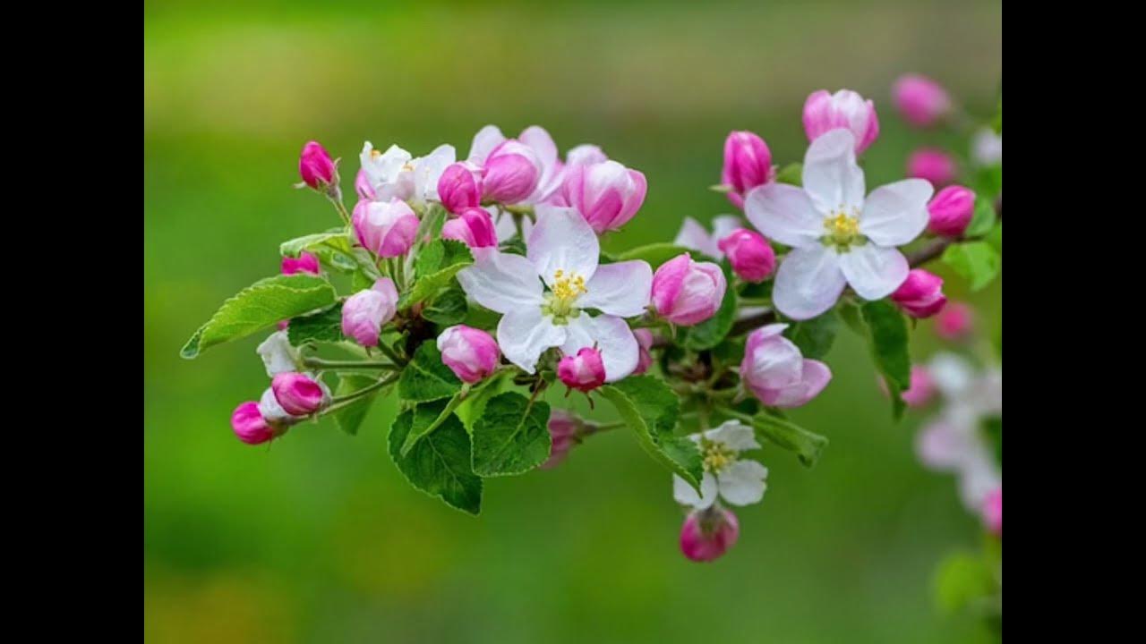 Fruit Trees (Spring) ដើមឈើហូបផ្លែ (និទាឃរដូវ) - YouTube