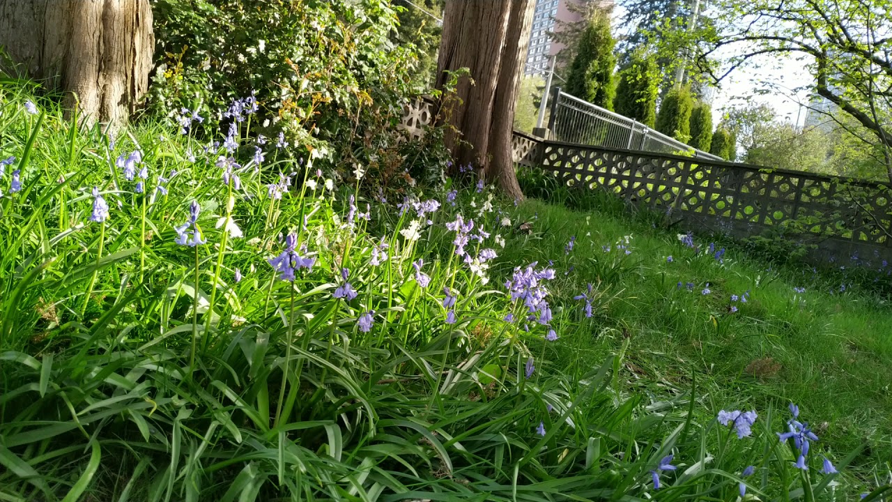 The Flower of May - Bluebells - YouTube