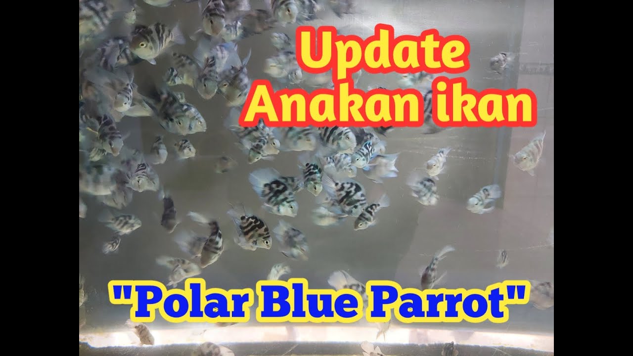 Update Anakan Ikan Pollar Blue Parrot - YouTube