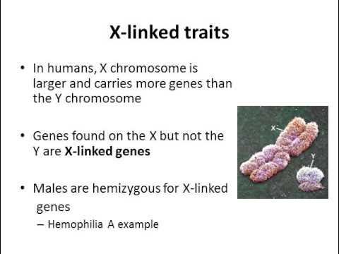 BI177 Chapter 16 Simple Patterns of Inheritance - Part 3 of 3 - YouTube
