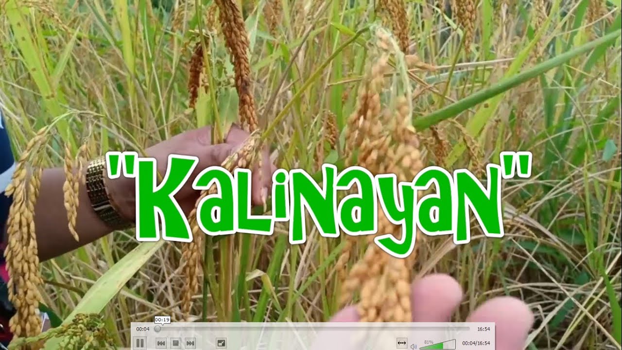 KALINAYAN RICE Jasmine Rice of the Philippines The Harvesting Process ...