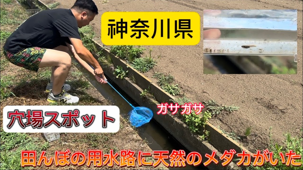 【捕獲】天然のメダカが用水路泳いでたからガサガサやってみた【神奈川県】 - YouTube
