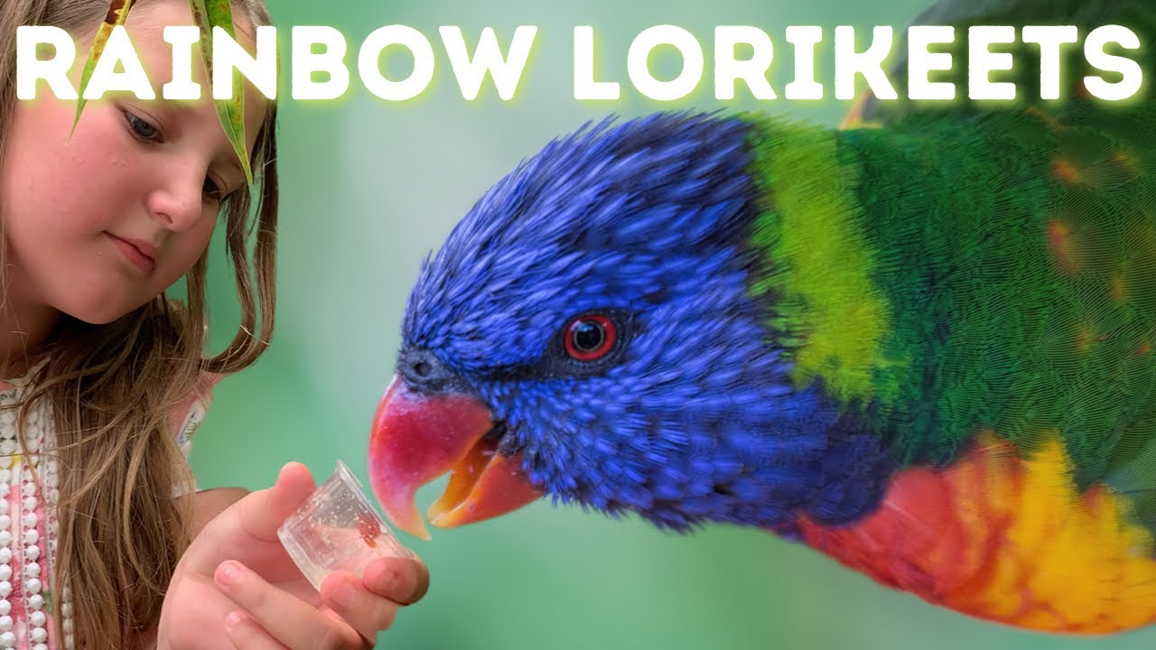 An Afternoon With Rainbow Lorikeets | Up Close and Feeding Lorikeets ...