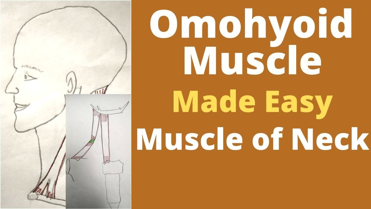 Omohyoid muscle | Infrahyoid muscle | omohyoid muscle origin insertion ...