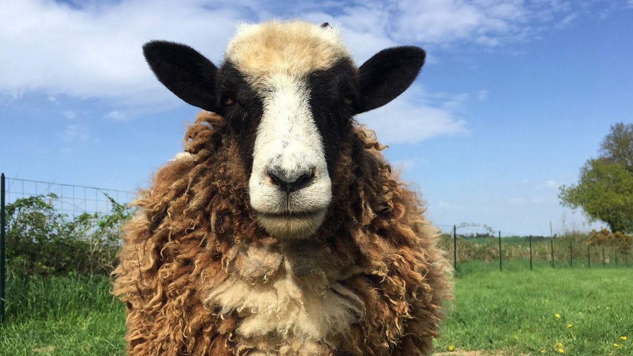 Putting the Sheep to Bed (and Rooster Remy!) - YouTube