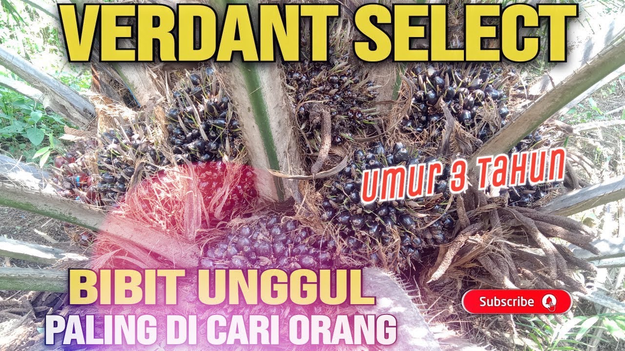Review!! SAWIT UNGGUL VARIETAS VERDANT SELECT UMUR 3 TAHUN - YouTube