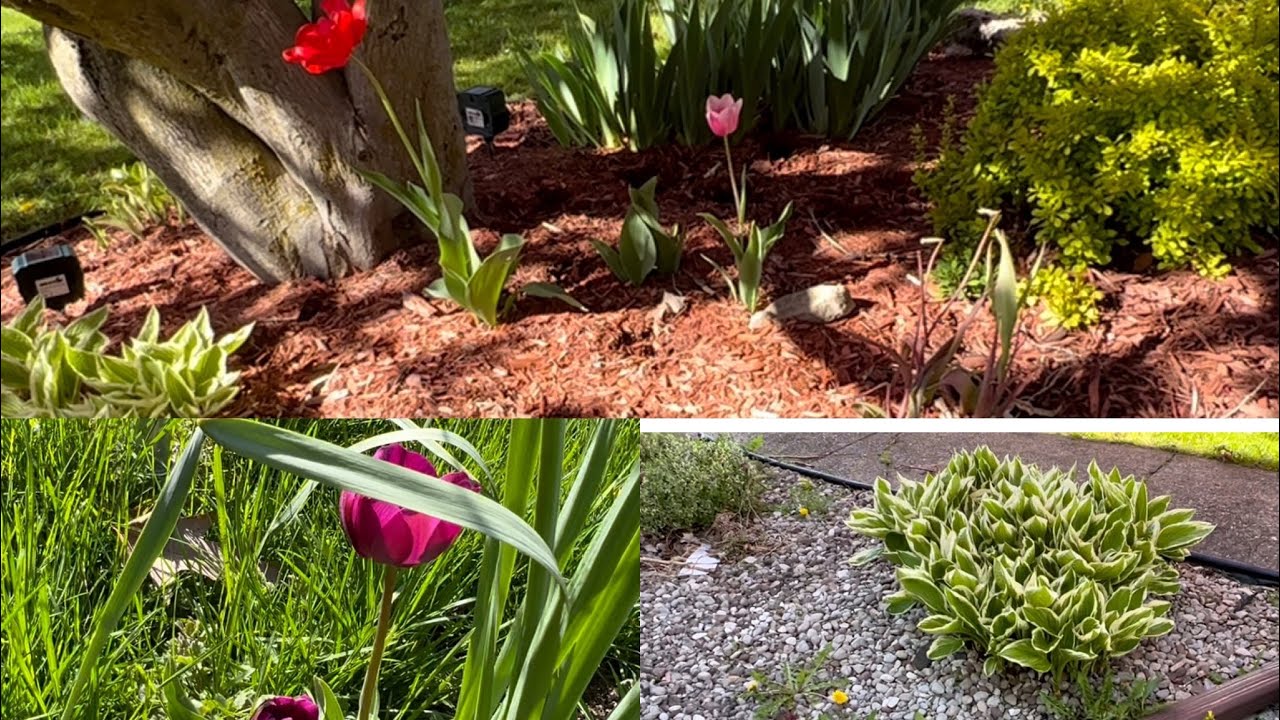 EARLY SPRING AROUND THE YARD! - YouTube