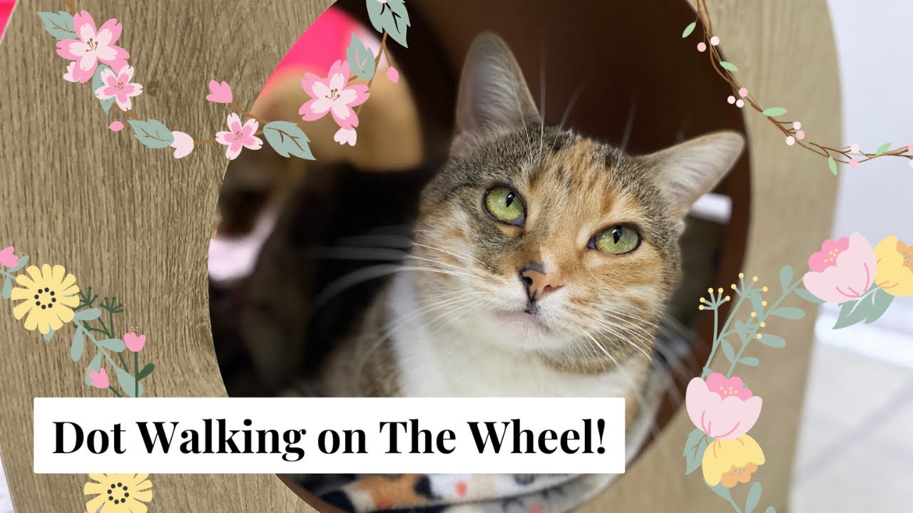 DOT WALKING ON THE WHEEL - YouTube
