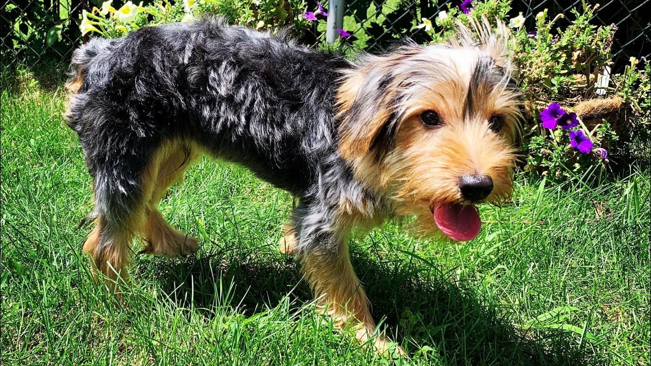 The Most dangerous Yorkshire (Yorkie). Rocky - YouTube