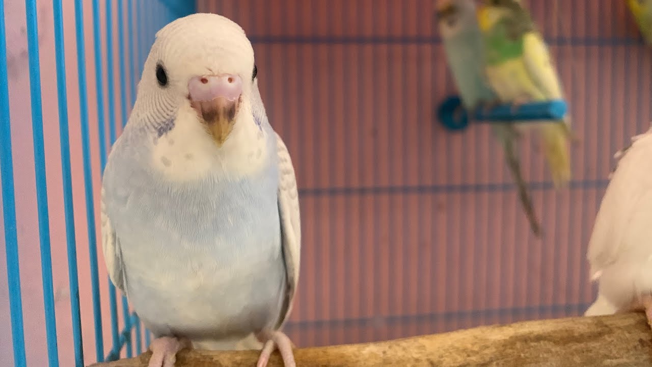 Budgie Bird Baby Grows up and Mom Feeding - YouTube