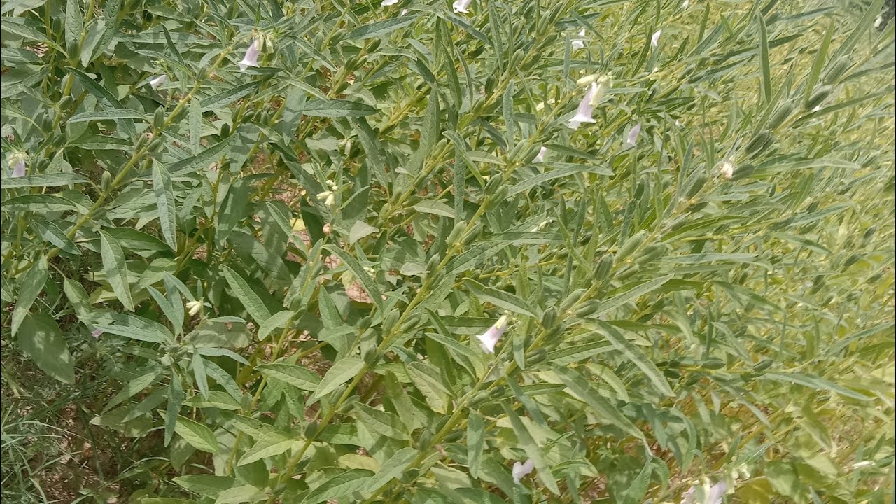 Tilli | TS-03 | Sesame Harvesting | Till Kysy Nikaly jayn | Sesame Seed ...