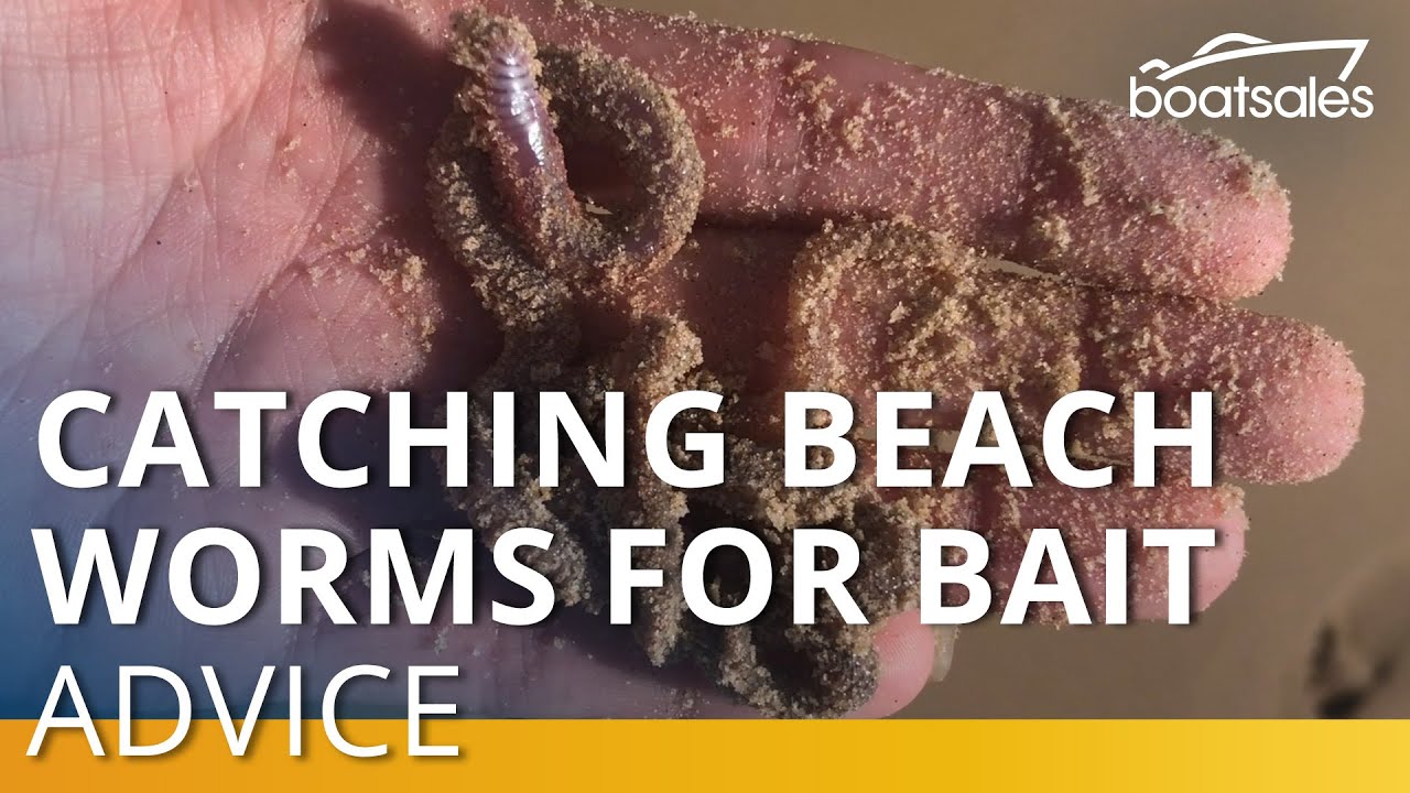 Catching beach worms for bait | boatsales - YouTube
