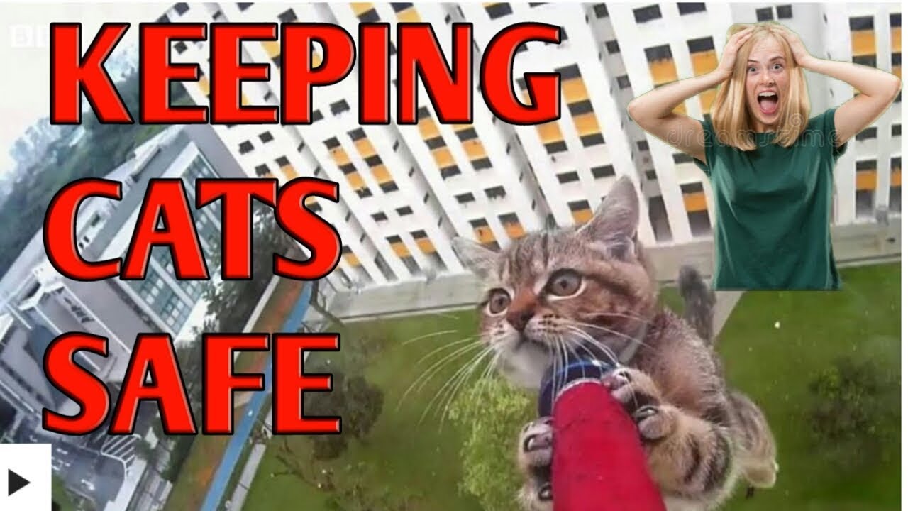 Falling felines: Keeping cats in high-rise flats safe - YouTube