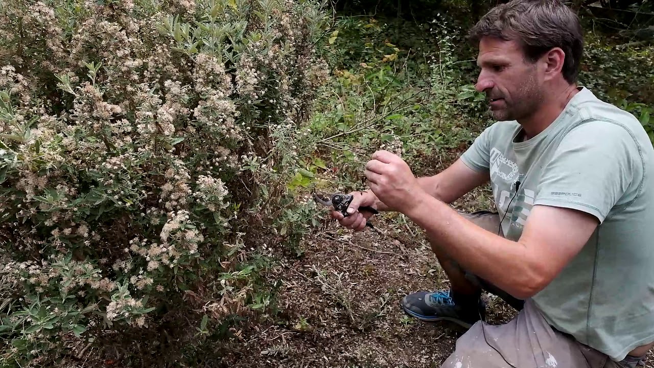 Pruning Olearia scilloniensis - Summer Tips - Burncoose - YouTube