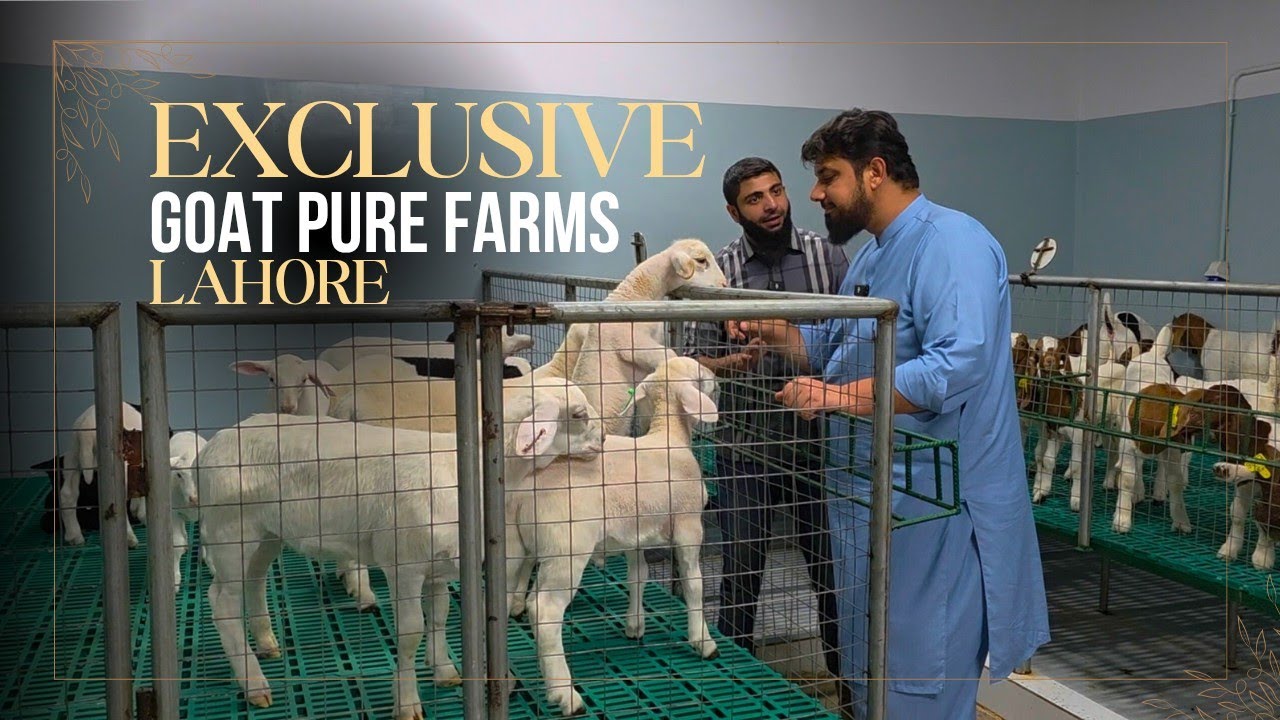 MODERN HIGH-TECH GOAT FARMING-MODERN TECHNOLOGY-DAIRY GOAT FARMING-Part ...