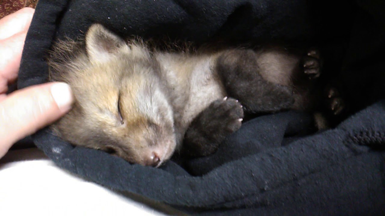 Baby Fox day 1 - YouTube