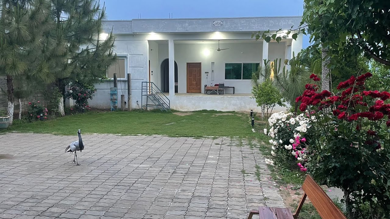 Our hujra green house Alyas koronaaaa Shanawari - YouTube