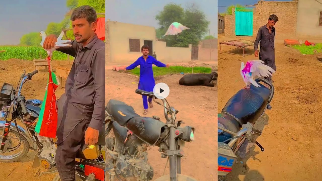 pigeon bike riding ️😍 #pigeon #kabootar #birdspecies #pigeonbird #bird ...