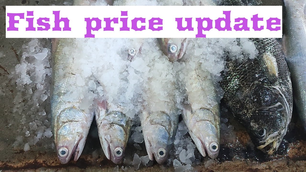 Fish price update latest fish rate update karachi fisheries - YouTube