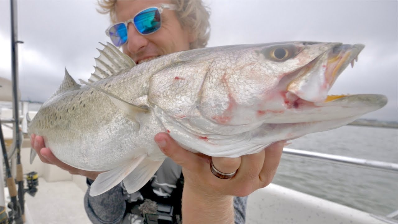 ONLY GIANT GATOR SPECKLED TROUT ALL ON TOPWATER - YouTube