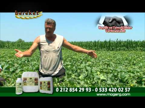 BEREKET.TV.REKLAM1