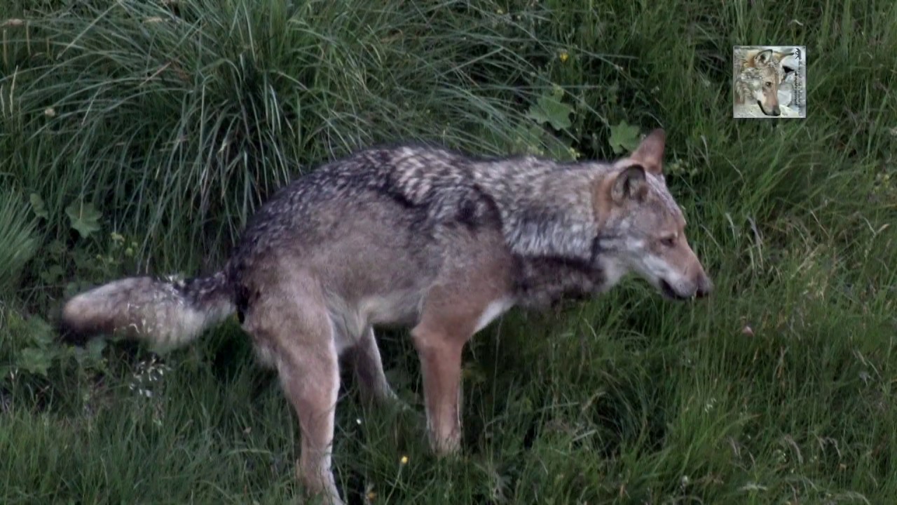 Wolves video compilation - YouTube