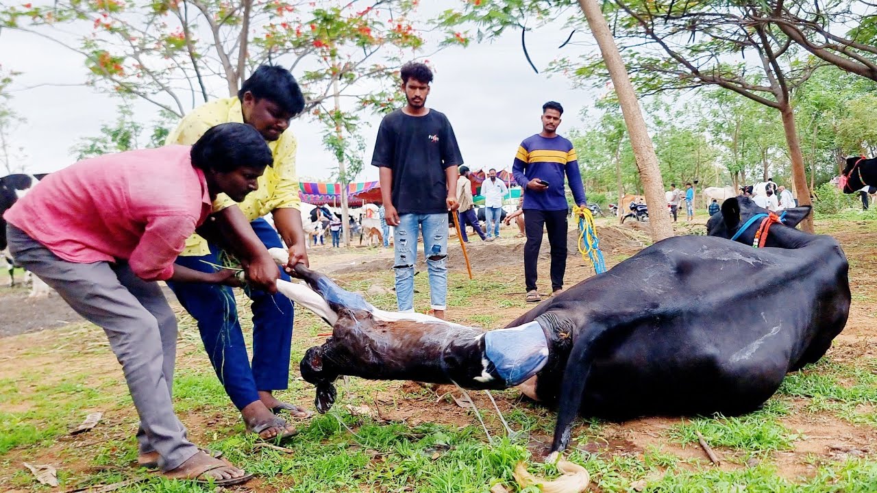 hf cow delivery-sardar nagar market-sardar nagar market today 2024-cow ...