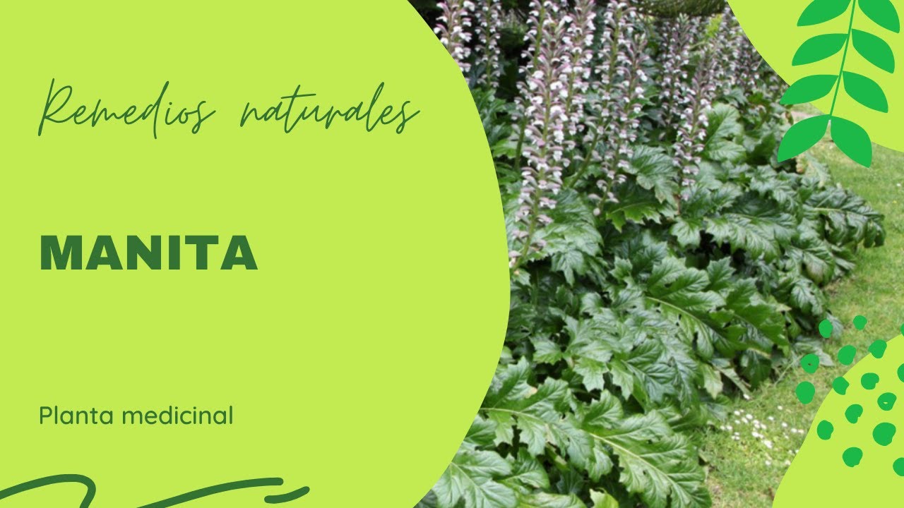 Flor de manita | planta medicinal - YouTube