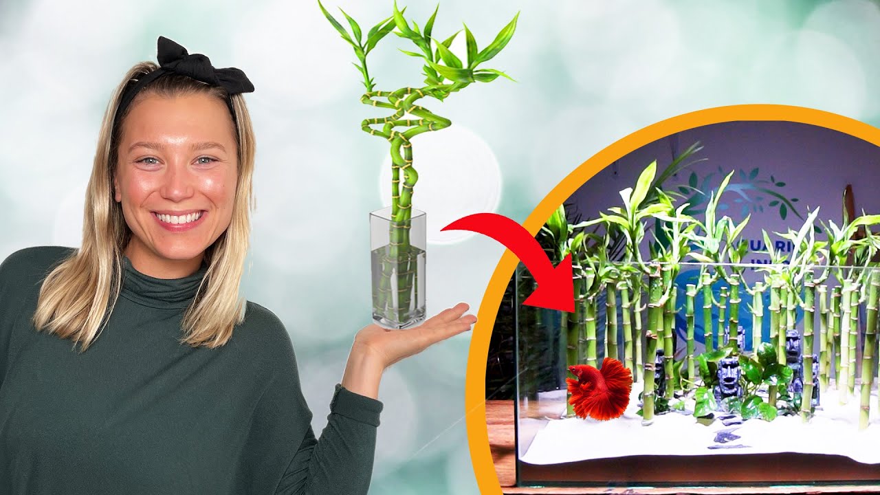 Building a HUGE Lucky Bamboo Betta Aquarium - YouTube
