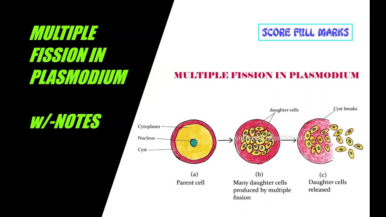 How To Draw MULTIPLE FISSION IN PLASMODIUM Easily W NOTES Class X How To Draw MULTIPLE FISSION IN PLASMODIUM Easily W NOTES Class X