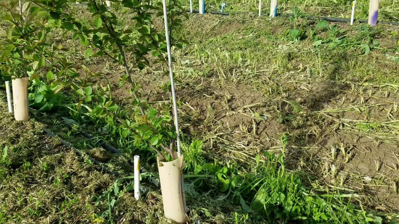 Michigan State University (MSU) cherry rootstock update June 2017 - YouTube