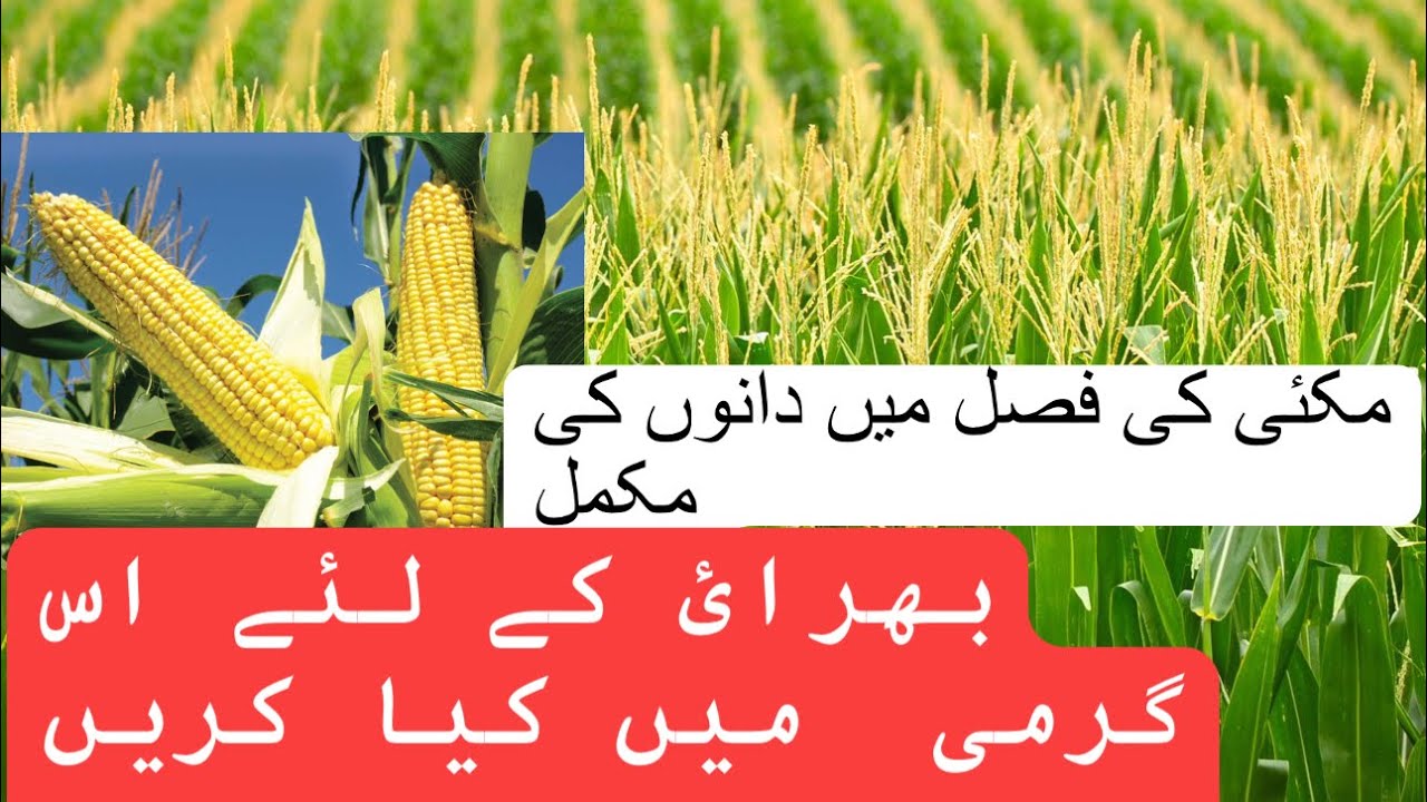 What to do this summer for complete filling of grains in the corn crop ...