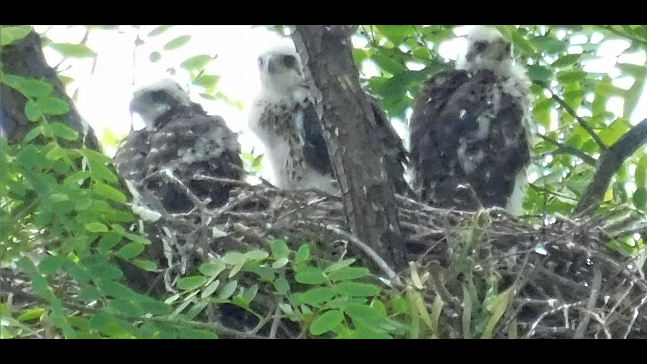 Cooper's Hawks, Speedy, Fluffy, RedTailed Hawks, Horses, Song Sparrow ...