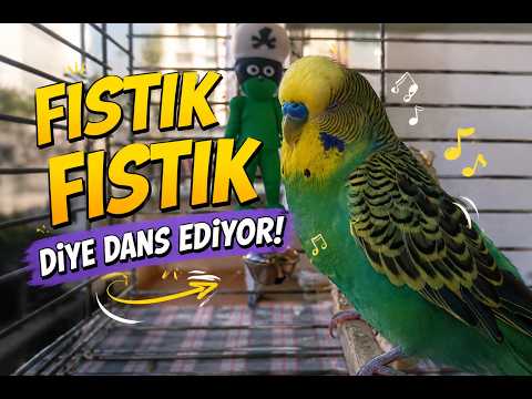 Balımın Fıstık Dansı :) (muhabbet kuşu sesleri, muhabbet kuşu ötme sesi, muhabbet kuşu konuşma sesi)