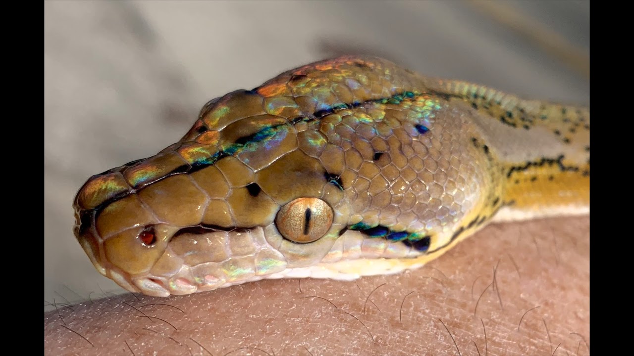 Let’s talk snakes - YouTube