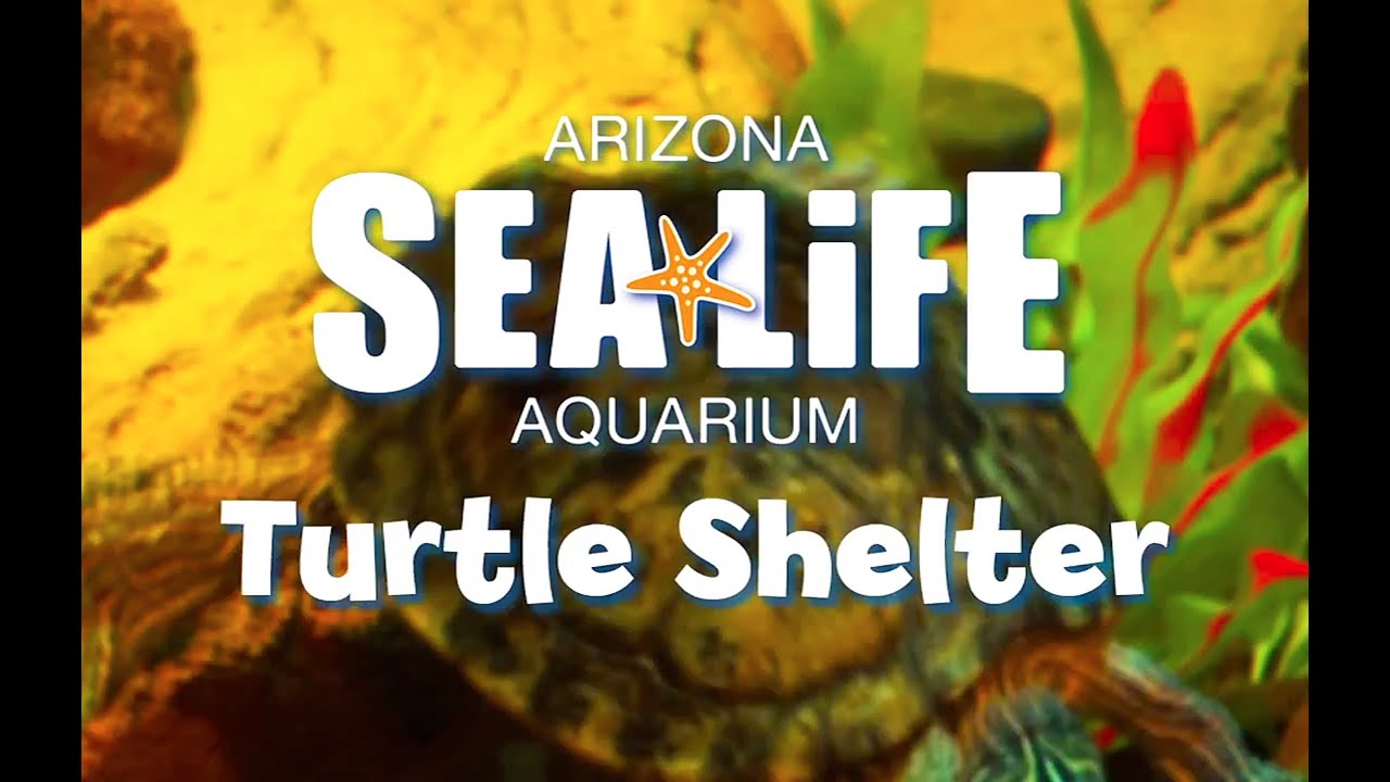 Turtle Shelter at SEA LIFE Arizona Aquarium - YouTube