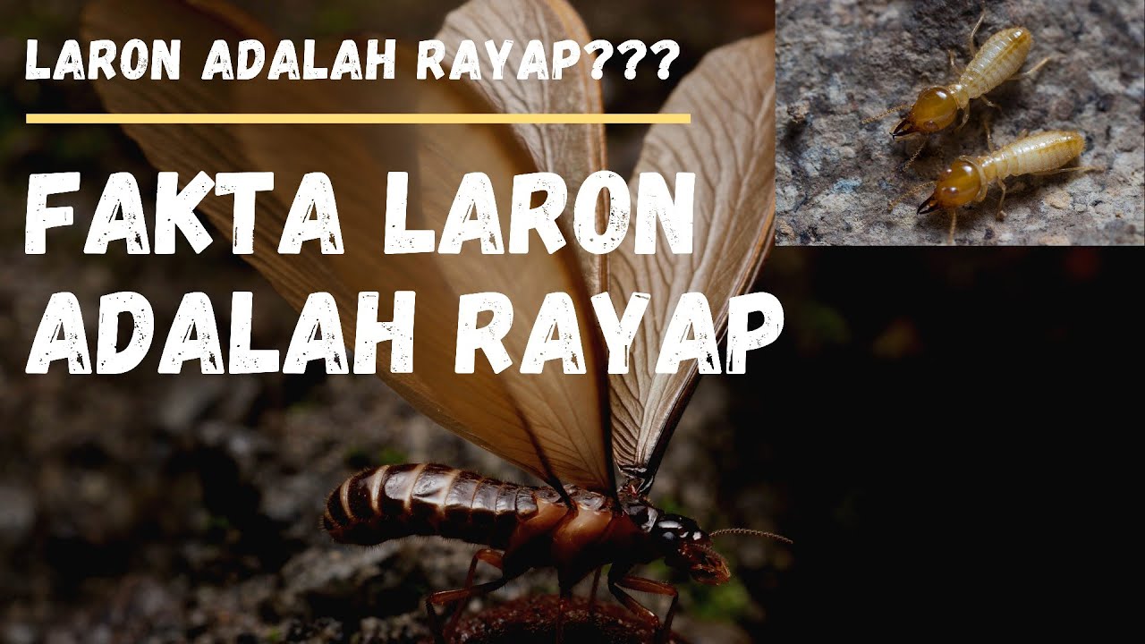 Asal usul laron, benarkah laron adalah rayap? (Isoptera, Arthropoda ...