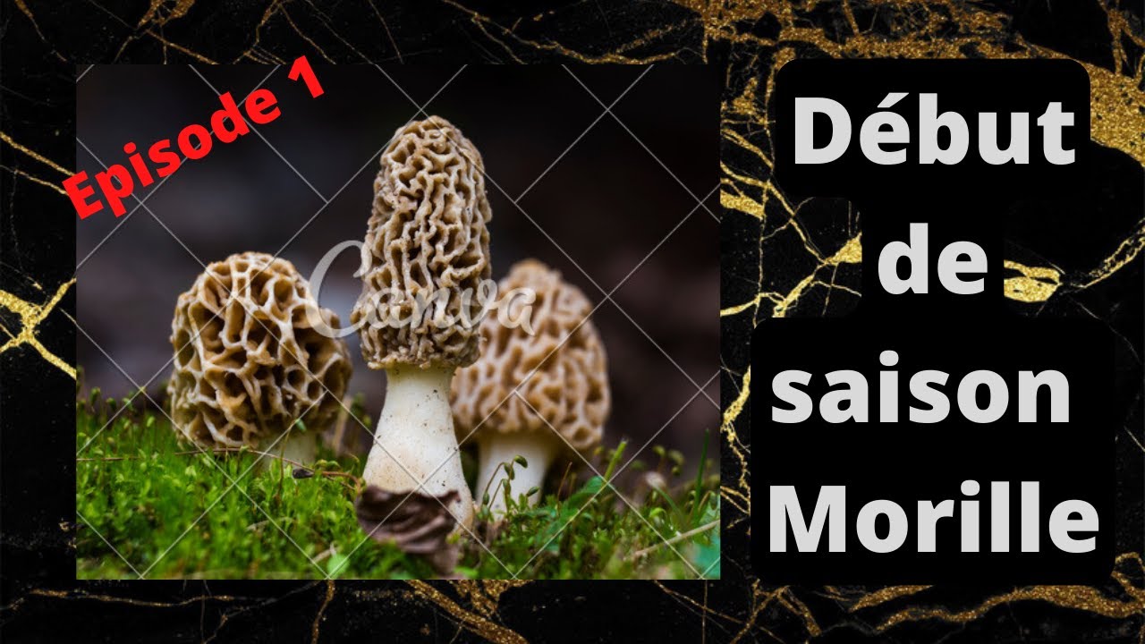 saison morilles 2022 / épisode 1 - YouTube