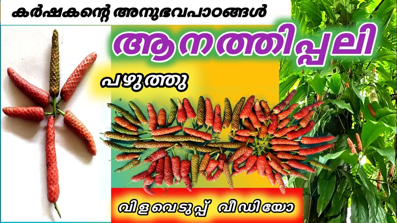ആനത്തിപ്പലി വിളവെടുത്തു.Agri monsy,Indian long pepper or thippali ...