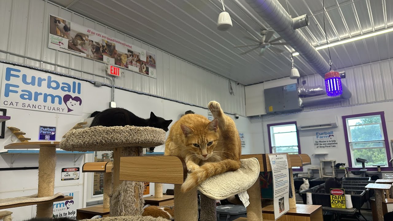 Furball Farm Cat Sanctuary is live! - YouTube