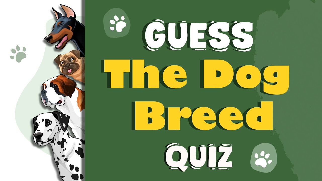 Guess the Dog Quiz for Kids | Woof Woof! Can You Identify the Dog ...