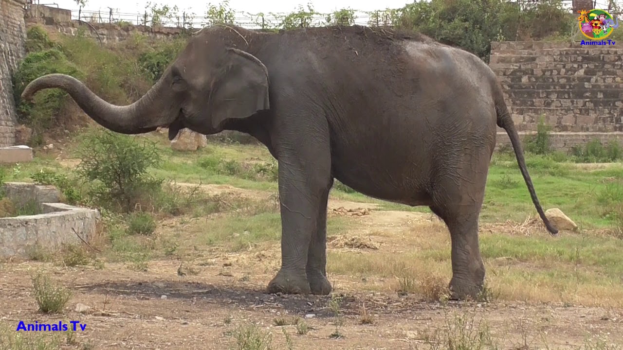 Asiatic elephant Playing ! - YouTube