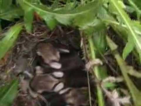 Newborn baby bunnies in my yard! - YouTube