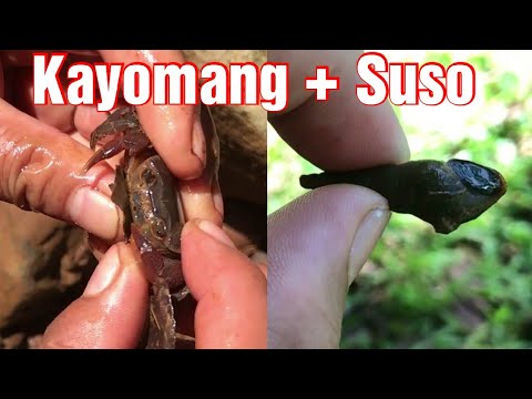 Merong Alimango at Suso sa Bukid? - YouTube