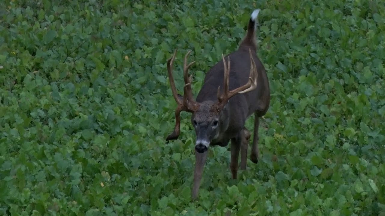 200+ Drop Tine Whitetail Hunt - YouTube
