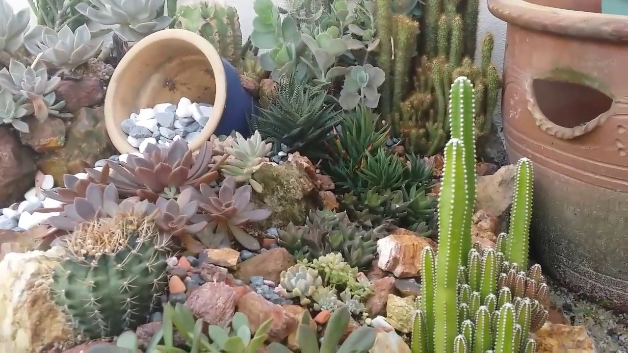 My Love for Succulents - YouTube