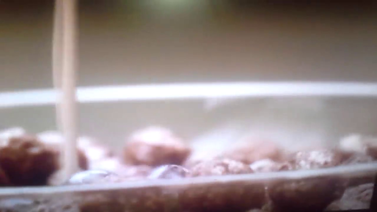 Copy of Cocoa puffs cuckoo court - YouTube