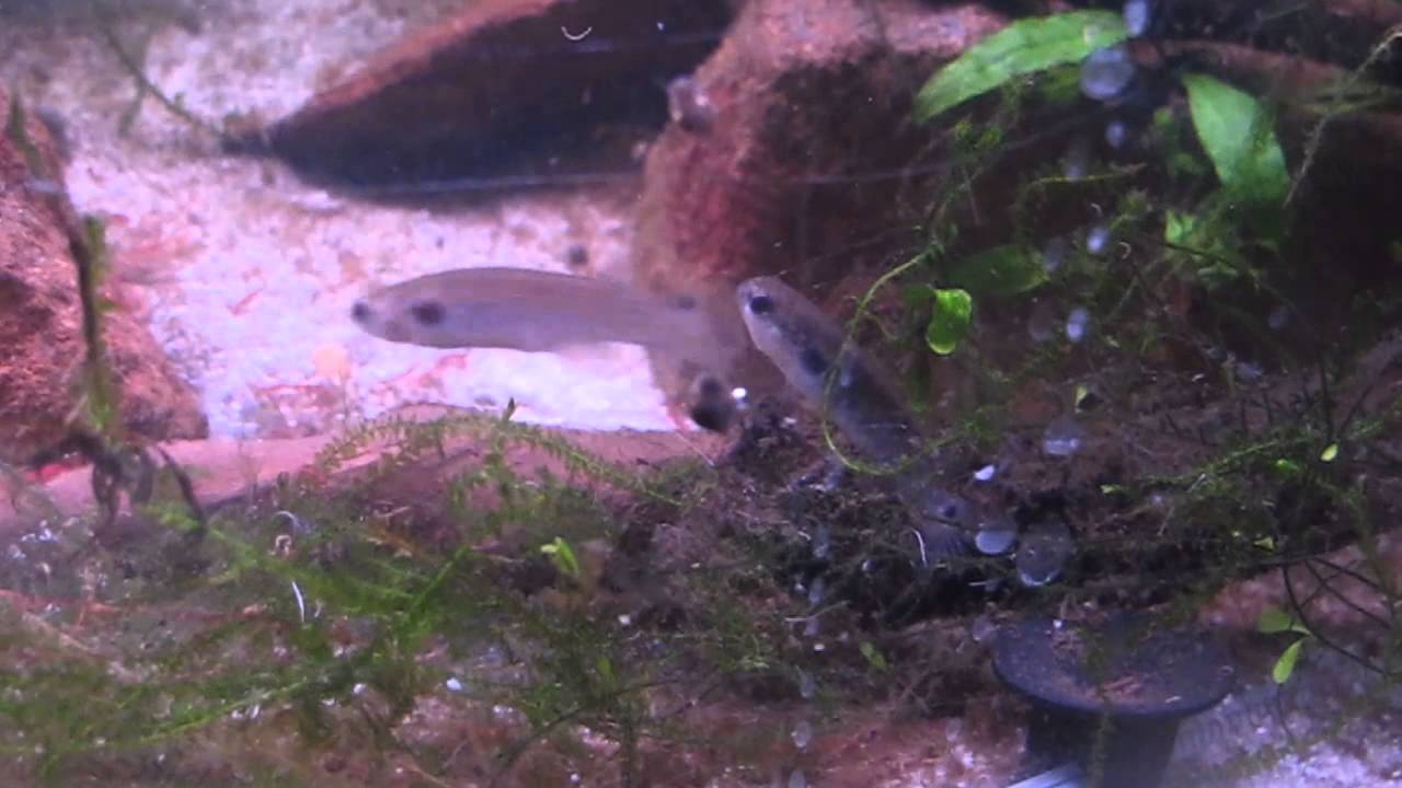 kryptolebias ocellatus - YouTube