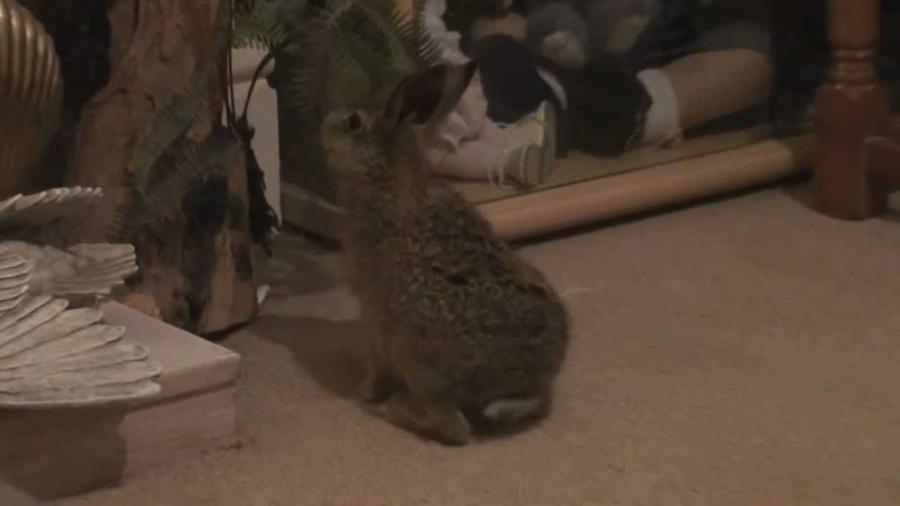 Leveret (baby brown hare) now is 30 days old and is exploring again ...