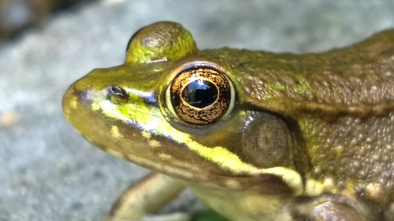 10 minutes of real life hypnotoad - YouTube